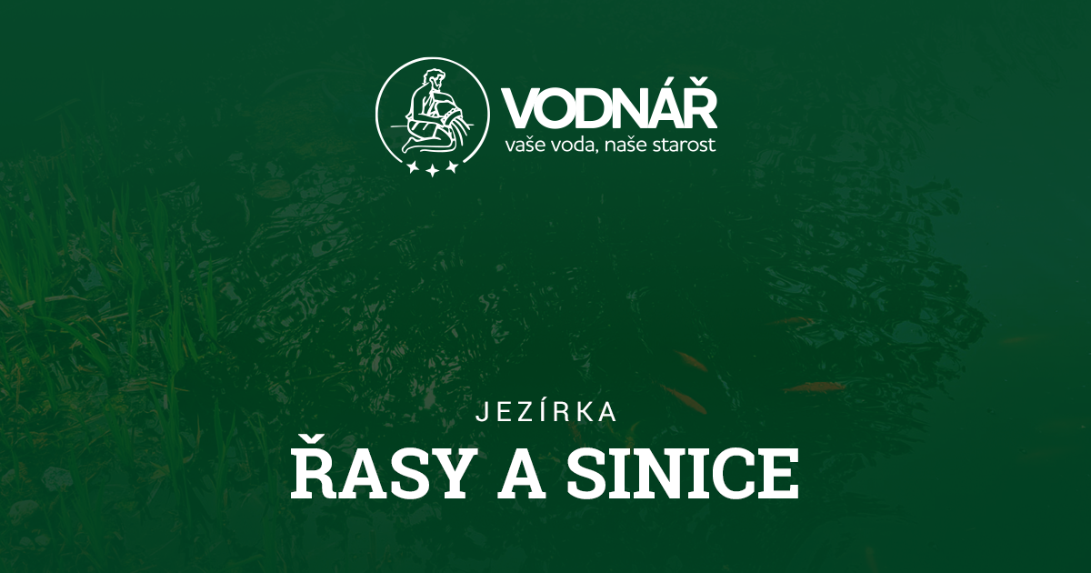 Vláknitá řasa, větší struktura - Aplikace řasy – Vodnář | Aplikace řasy ...